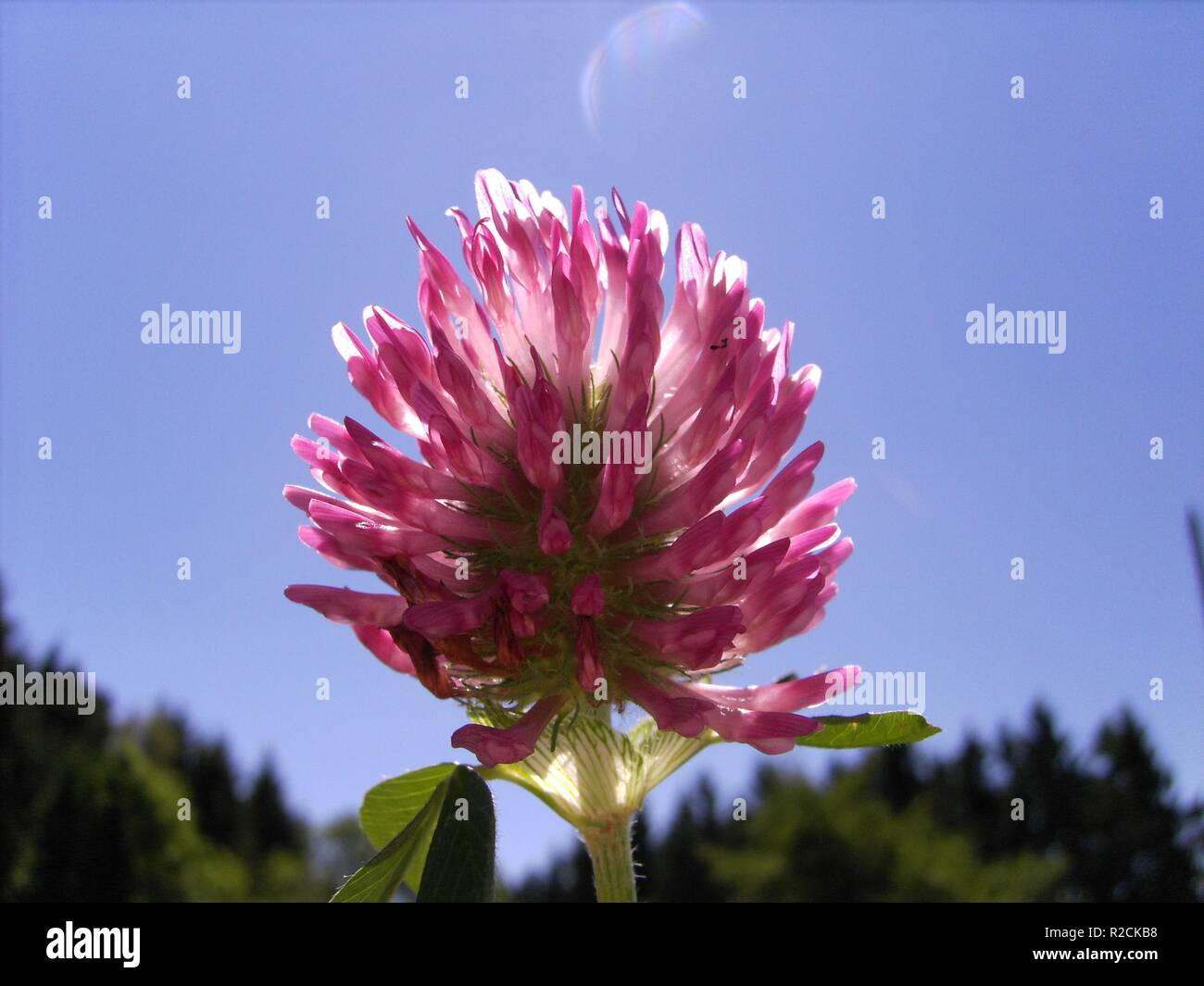 Roter klee hi-res stock photography and images - Alamy