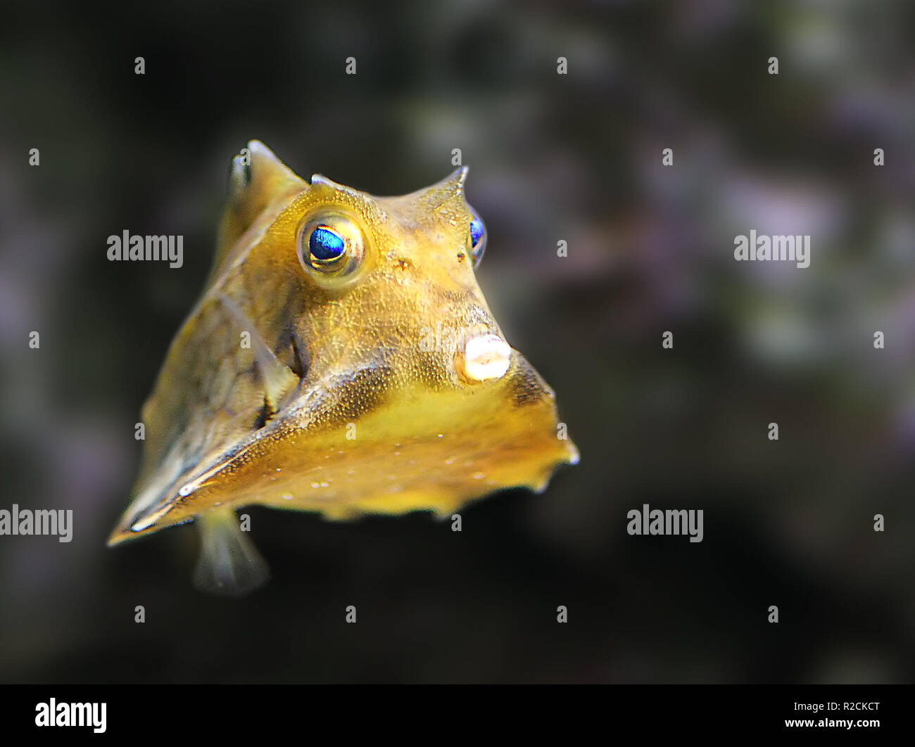 Fish suitcase hi-res stock photography and images - Alamy