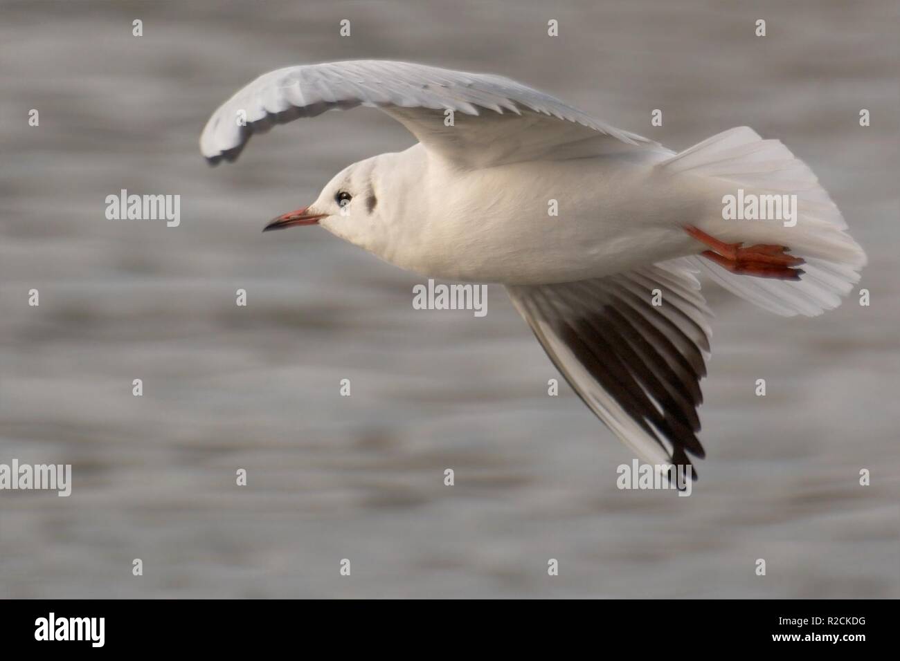 come under my wing Stock Photo - Alamy