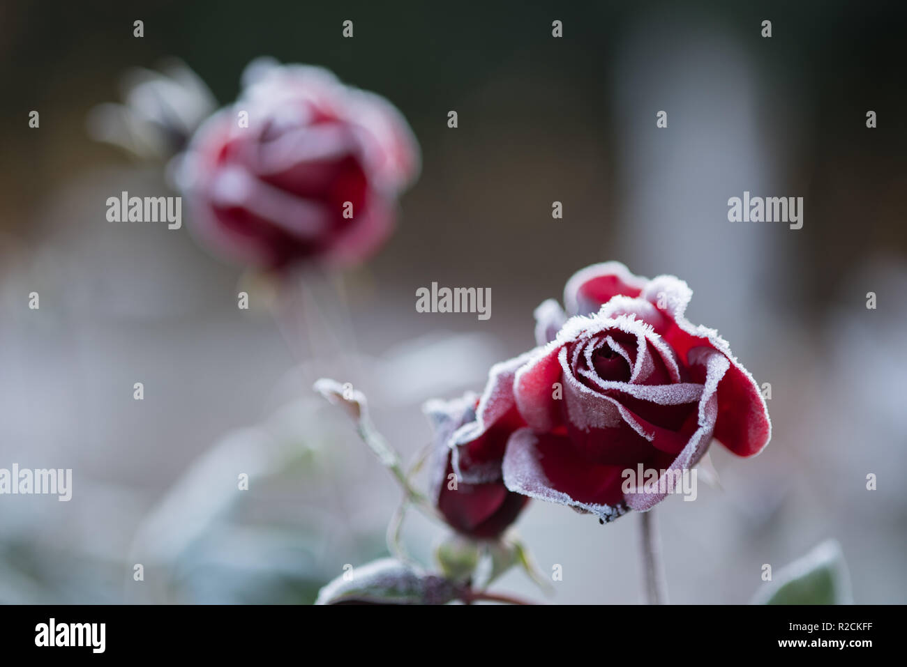 Roses draped with frost Stock Photo - Alamy