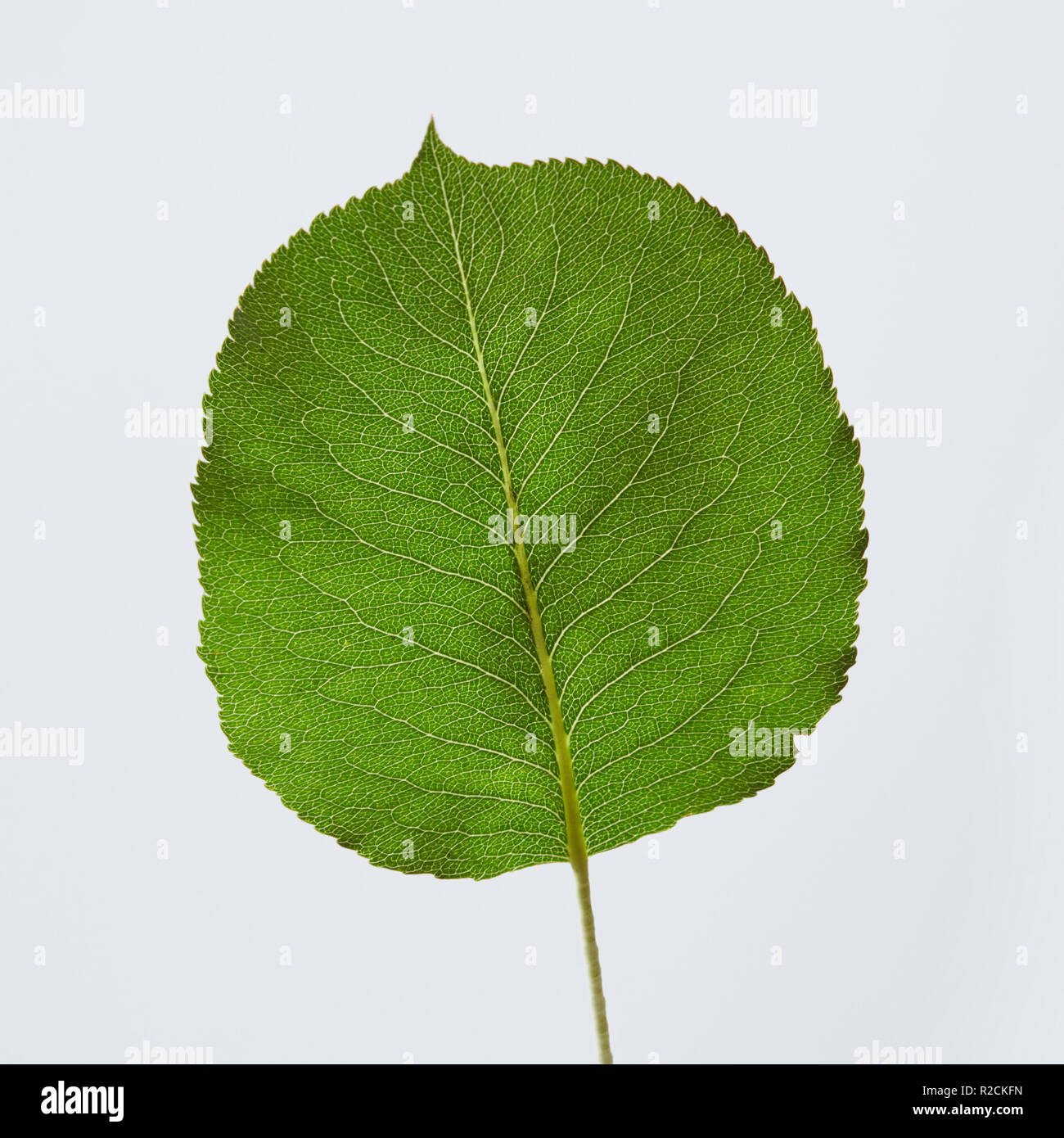 Closeup green leaf round shape on gray background with space for text ...
