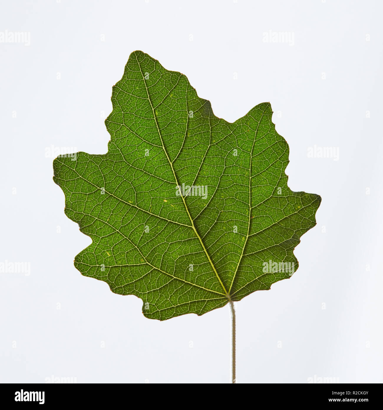 Closeup spring green leaf with natural detailed pattern on a gray ...
