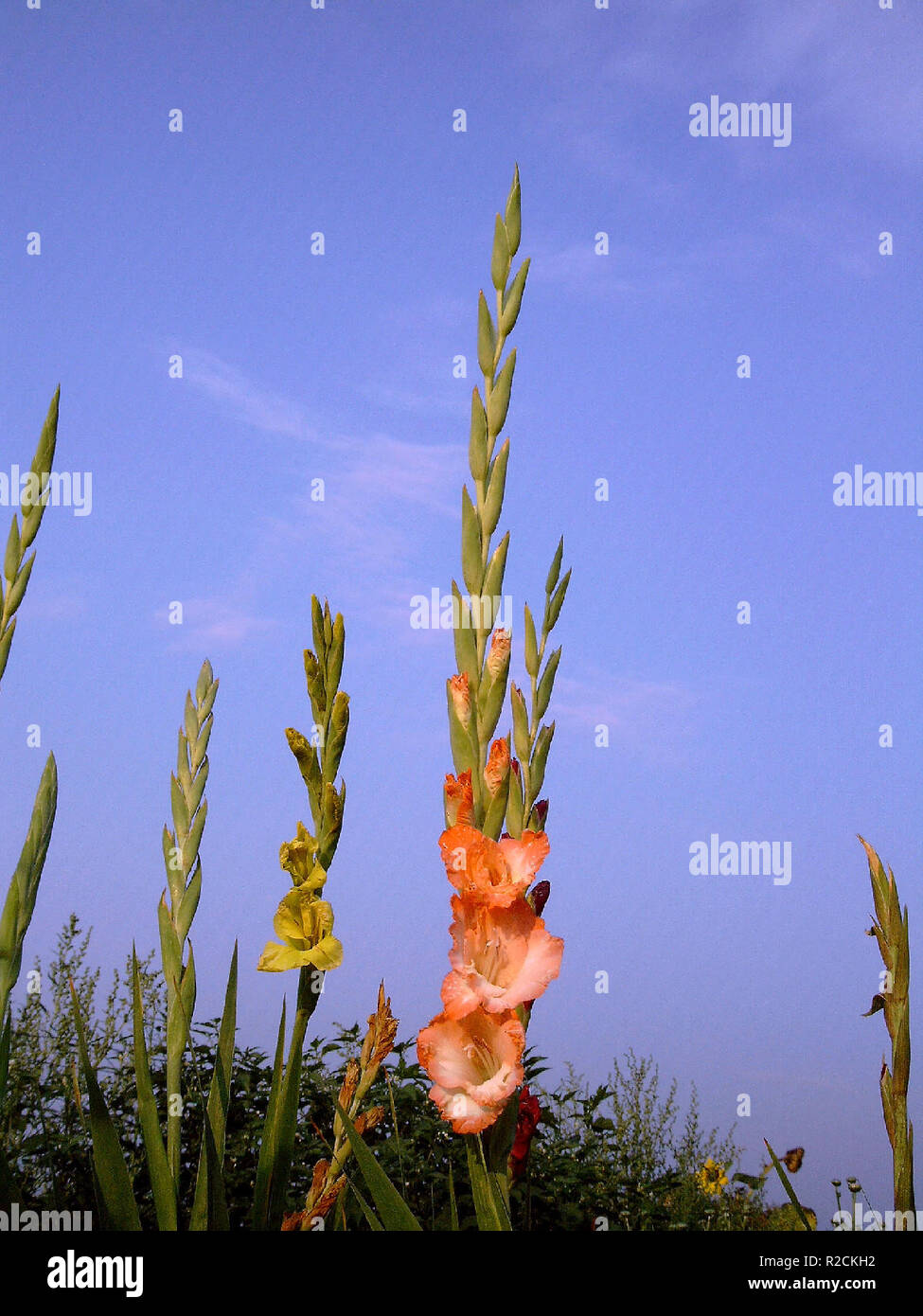 Sword flower hi-res stock photography and images - Alamy