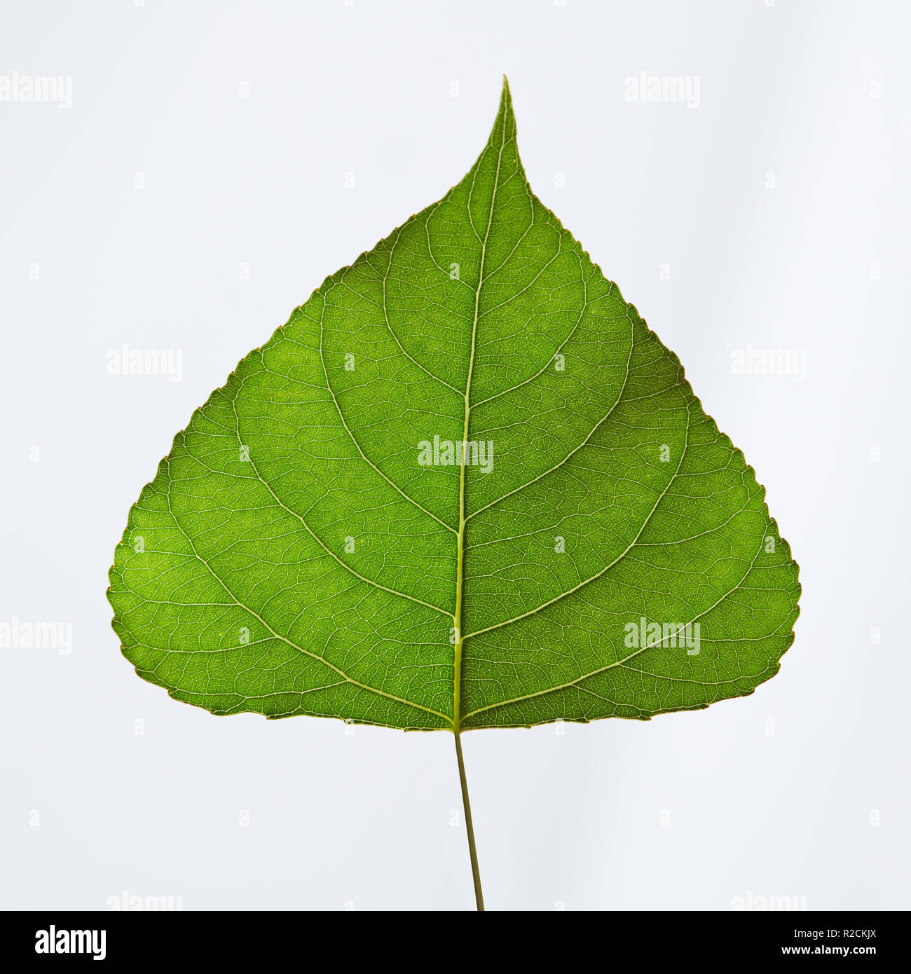 Close-up natural green triangular leaf presented on a gray background ...