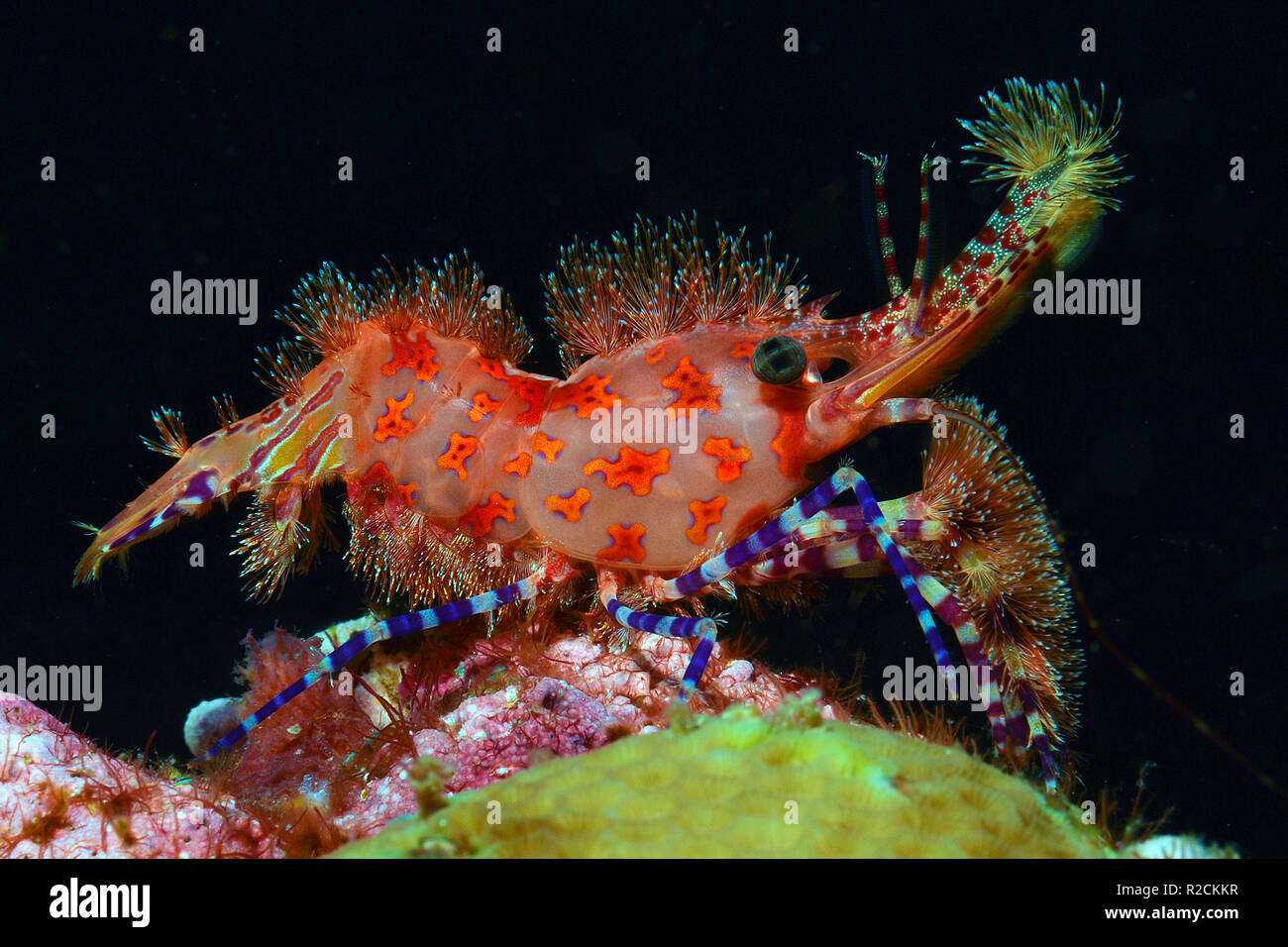 Marmoriert rot hi-res stock photography and images - Alamy