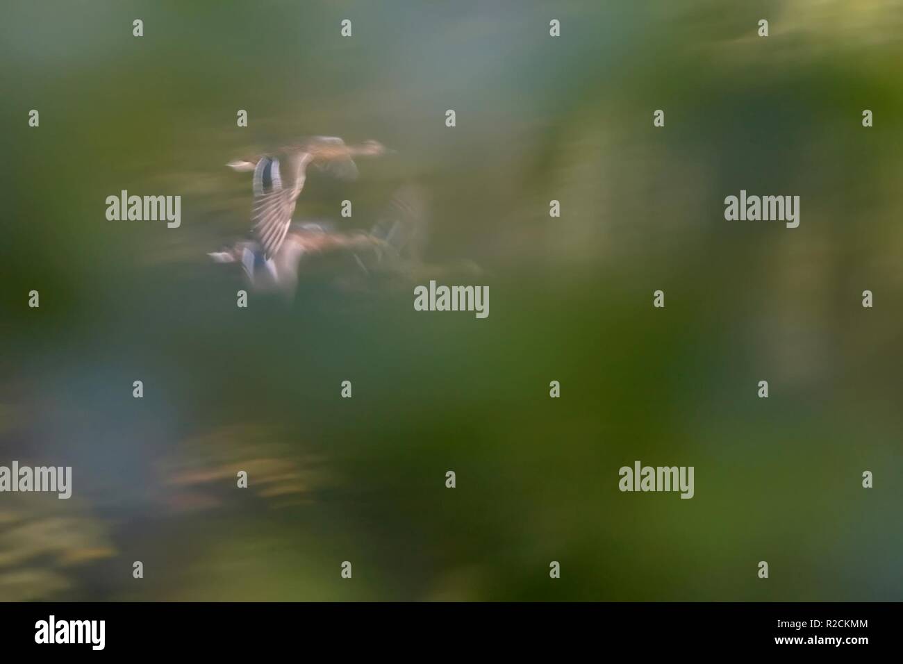 Ghost birds hi-res stock photography and images - Alamy