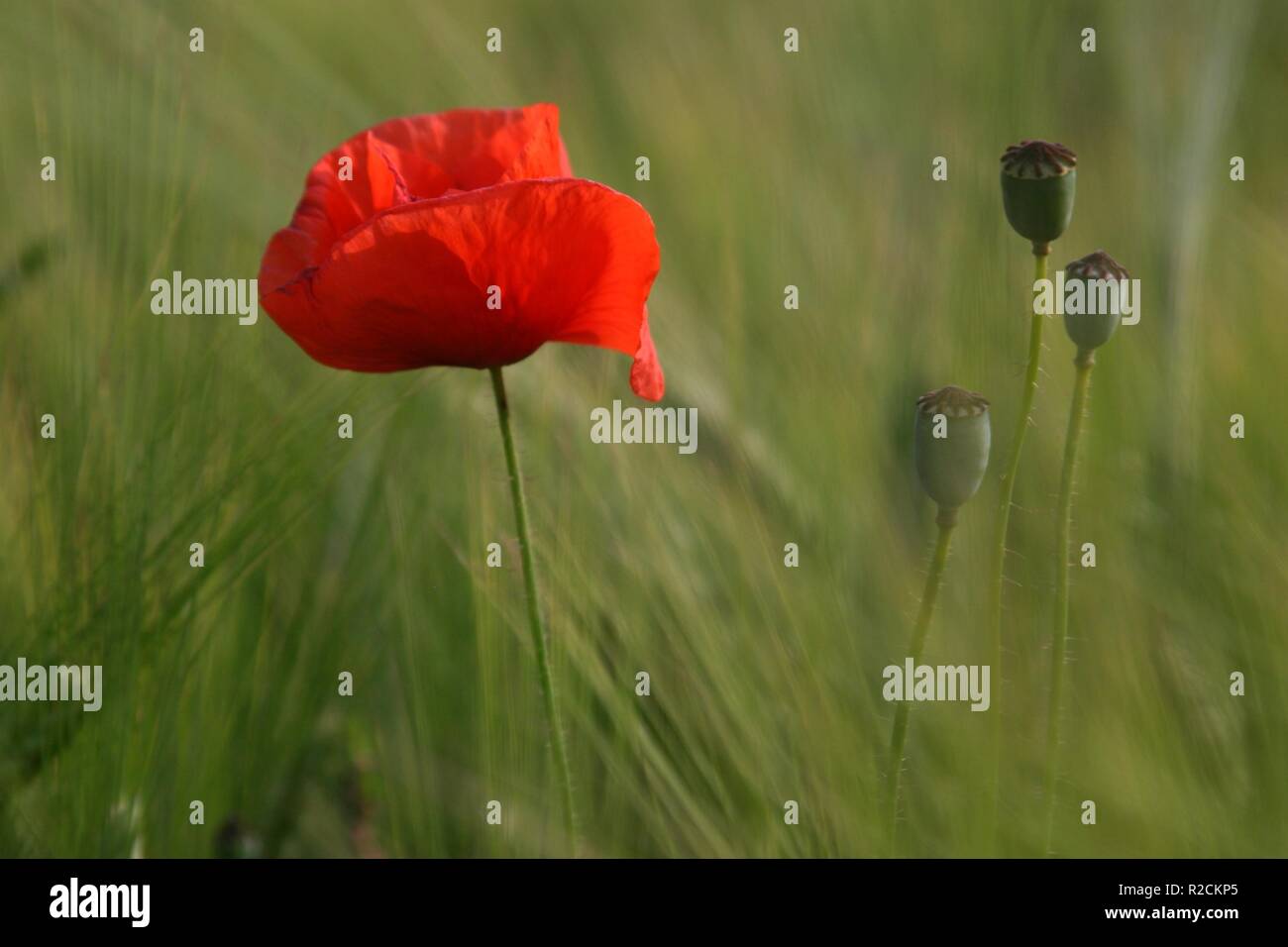 étau hi-res stock photography and images - Alamy