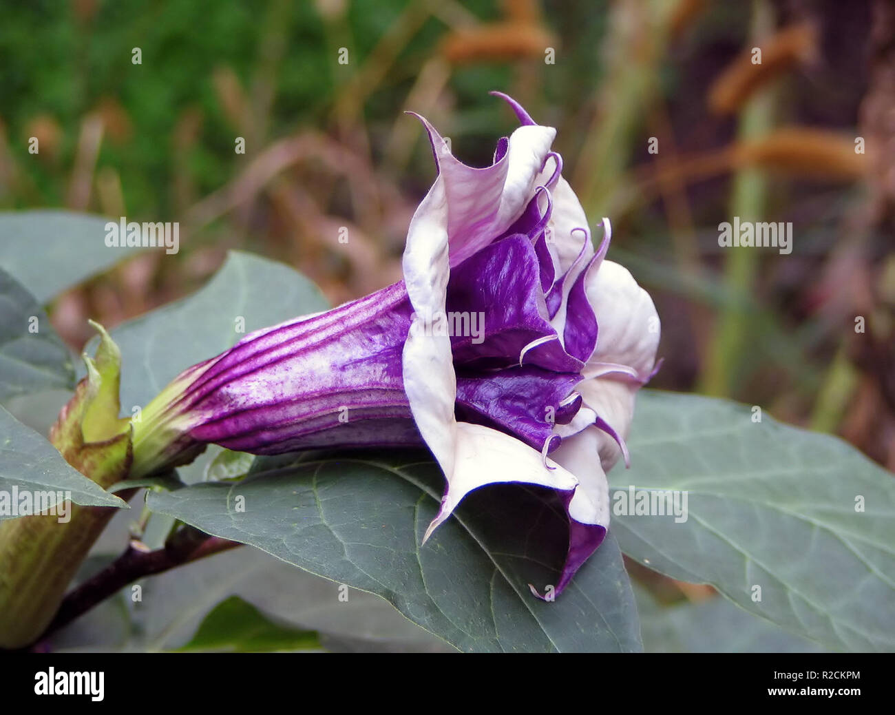 Datura bloom hi-res stock photography and images - Alamy