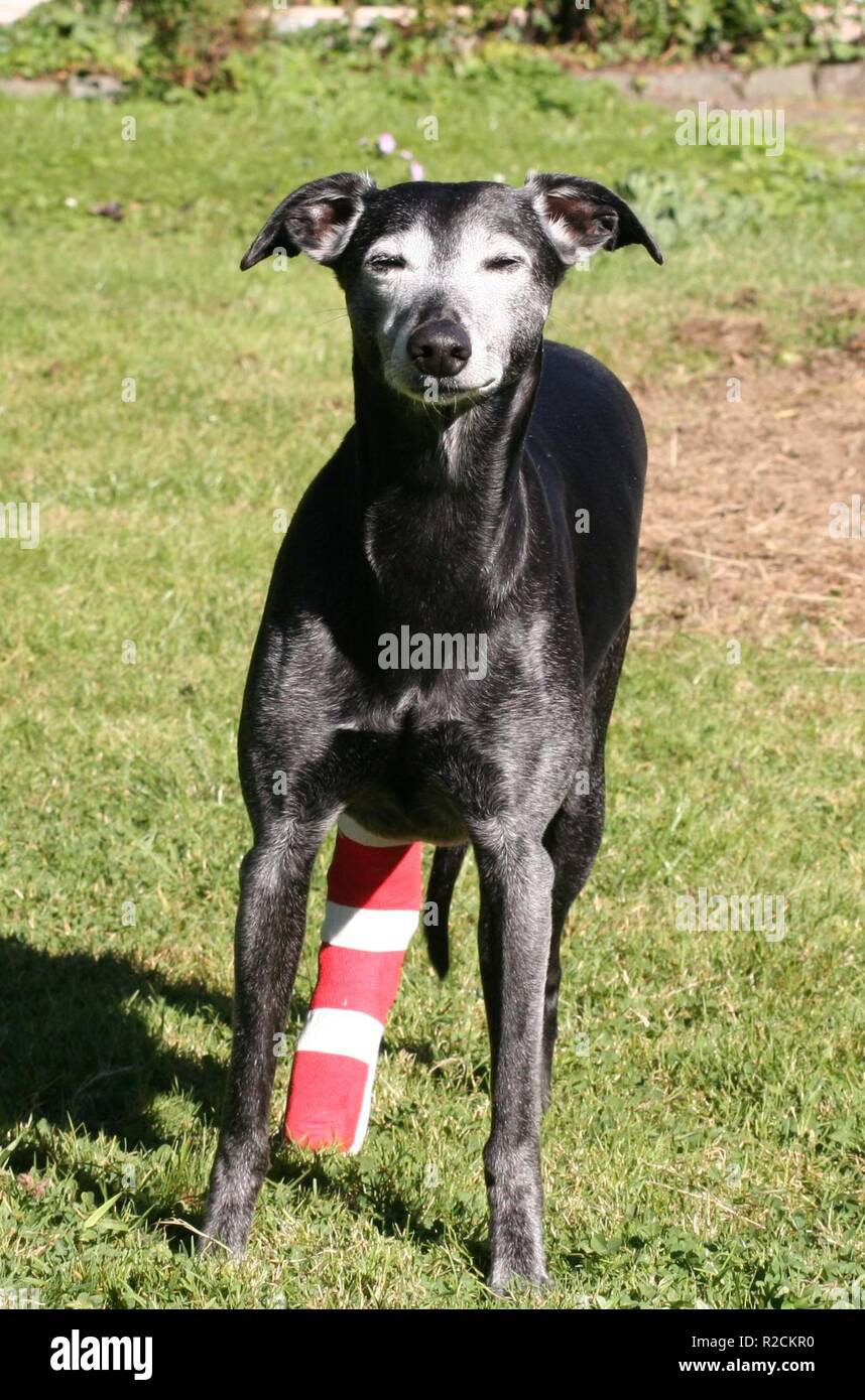Dog fracture hi-res stock photography and images - Alamy
