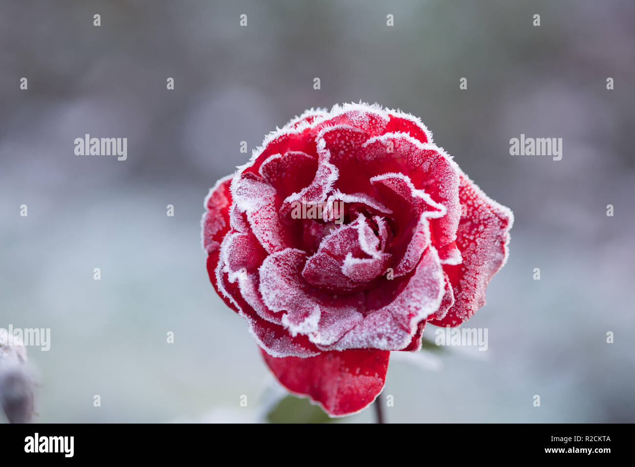 Snow draped leaves hi-res stock photography and images - Alamy