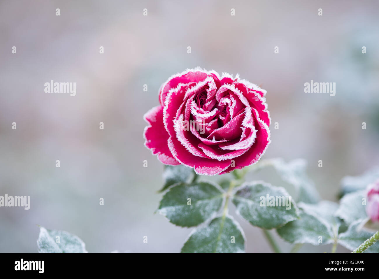 White draped natural beauty hi-res stock photography and images - Alamy