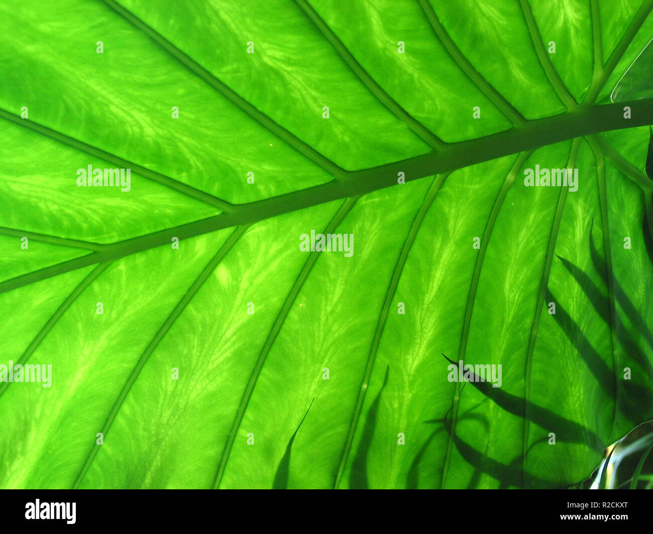 Sheet of rain hi-res stock photography and images - Alamy