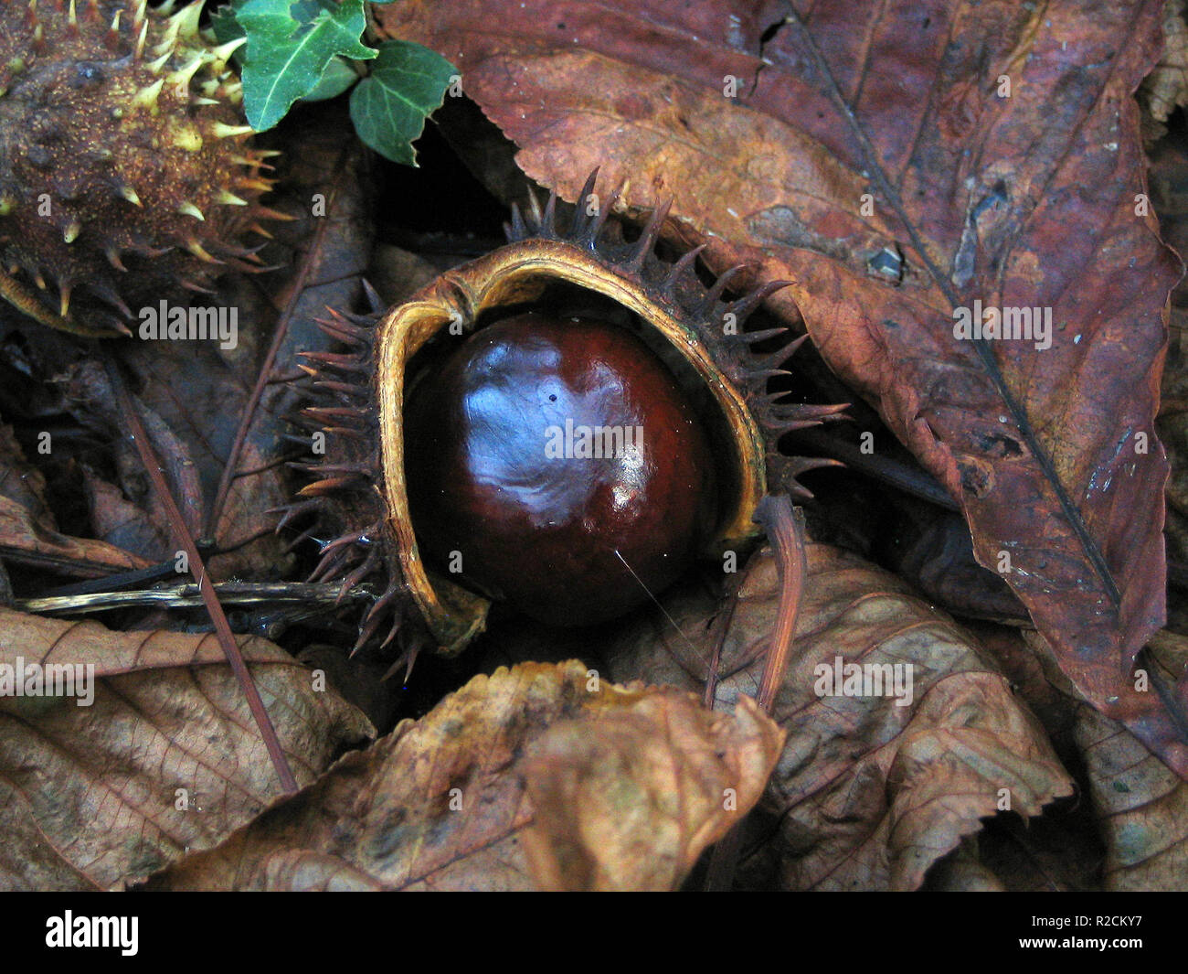 Kastanienbla tter hi-res stock photography and images - Alamy