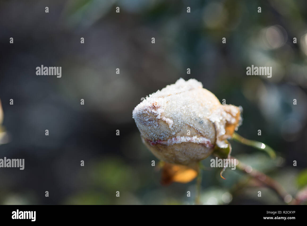 White draped natural beauty hi-res stock photography and images - Alamy