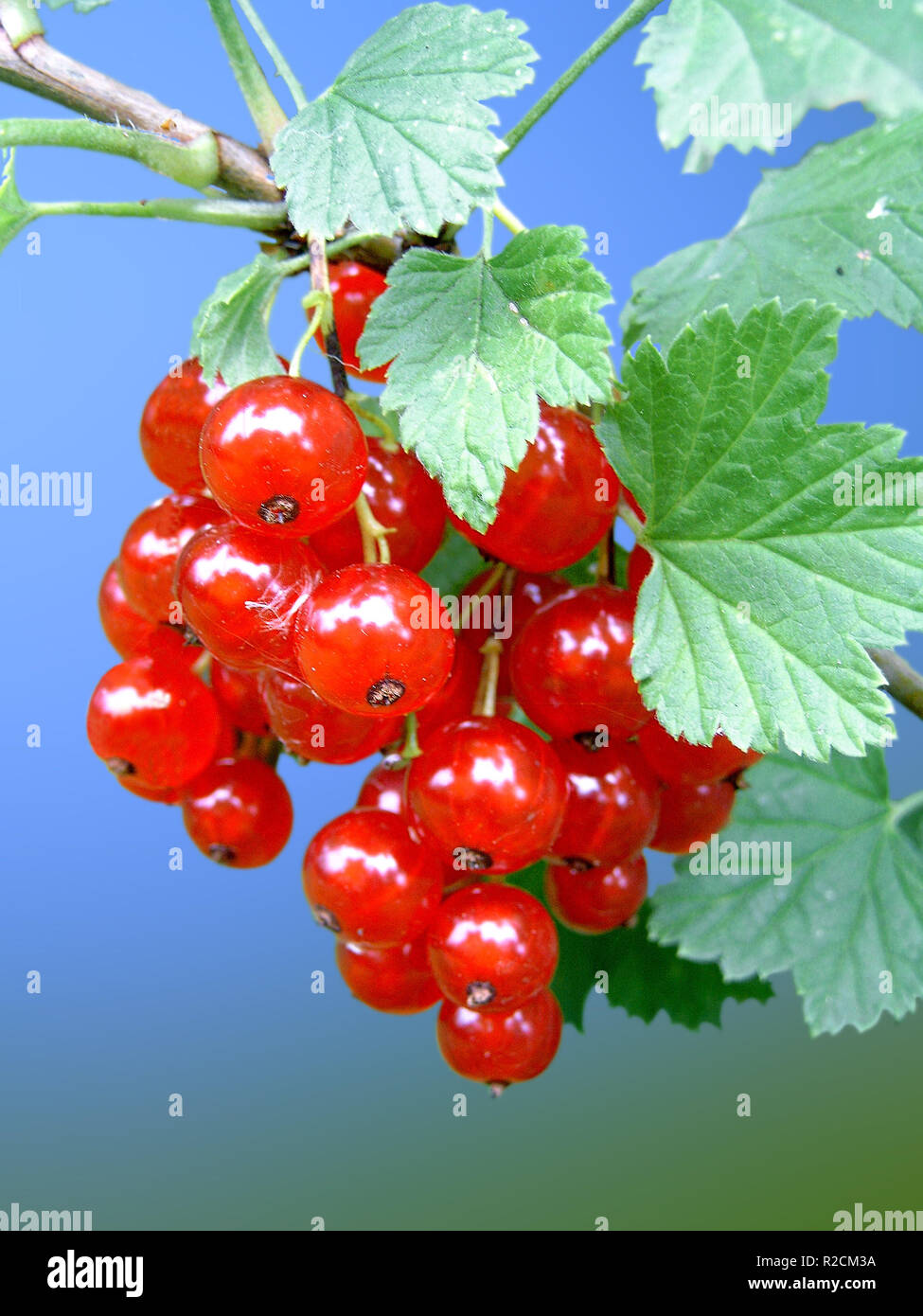 Ribes spec hi-res stock photography and images - Alamy