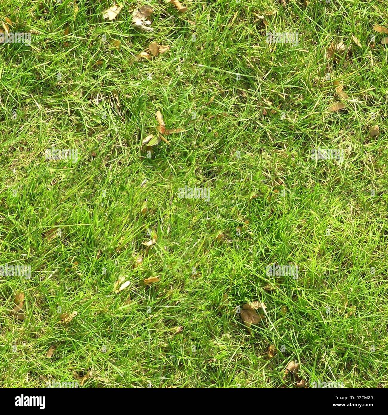 Green grass seamless tileable texture hi-res stock photography and ...