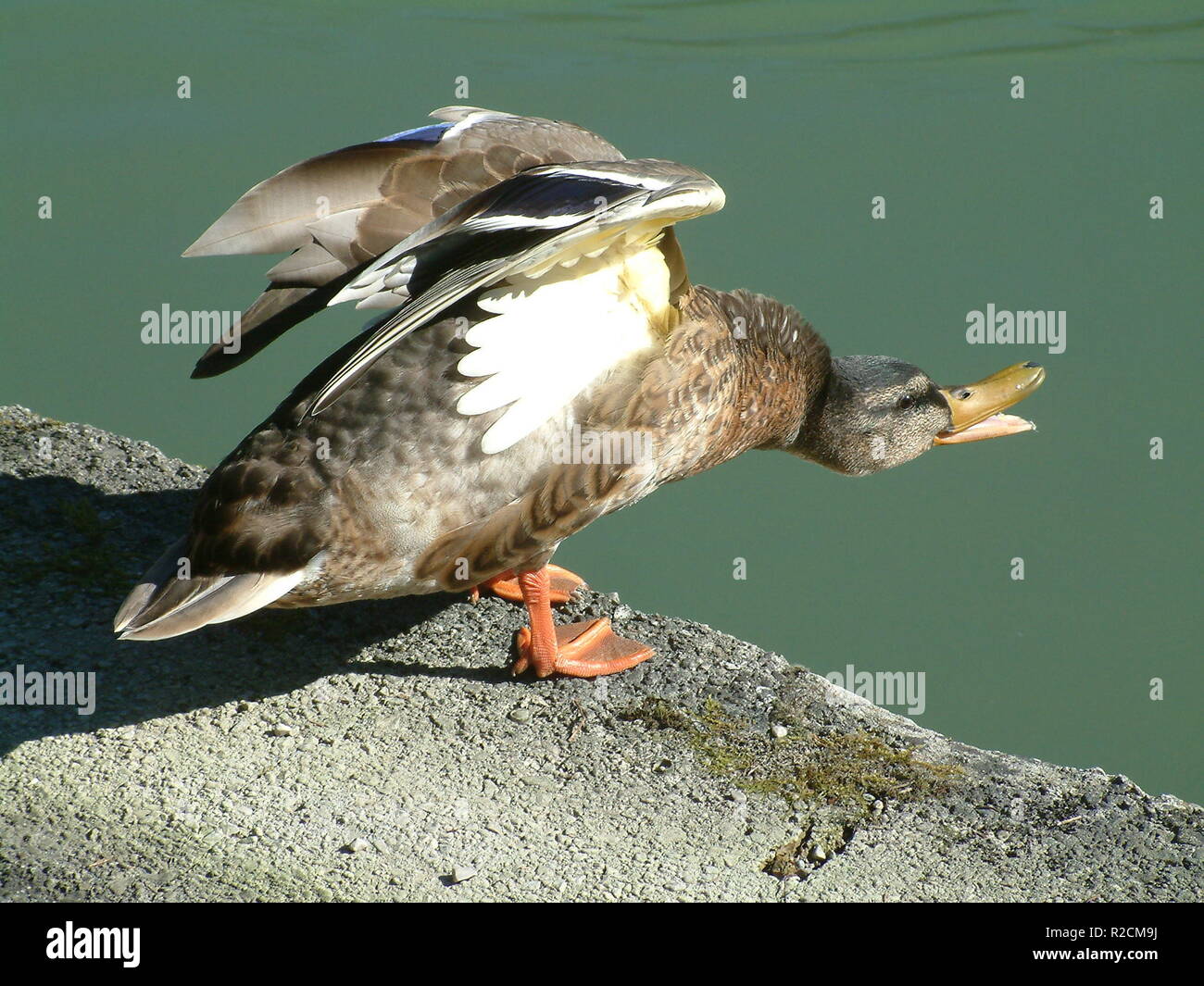 Duck attack hi-res stock photography and images - Alamy