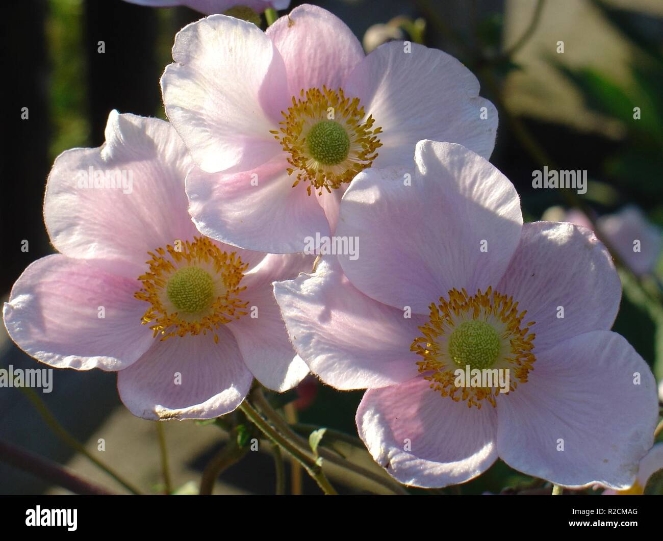 Sommeranemone hi-res stock photography and images - Alamy