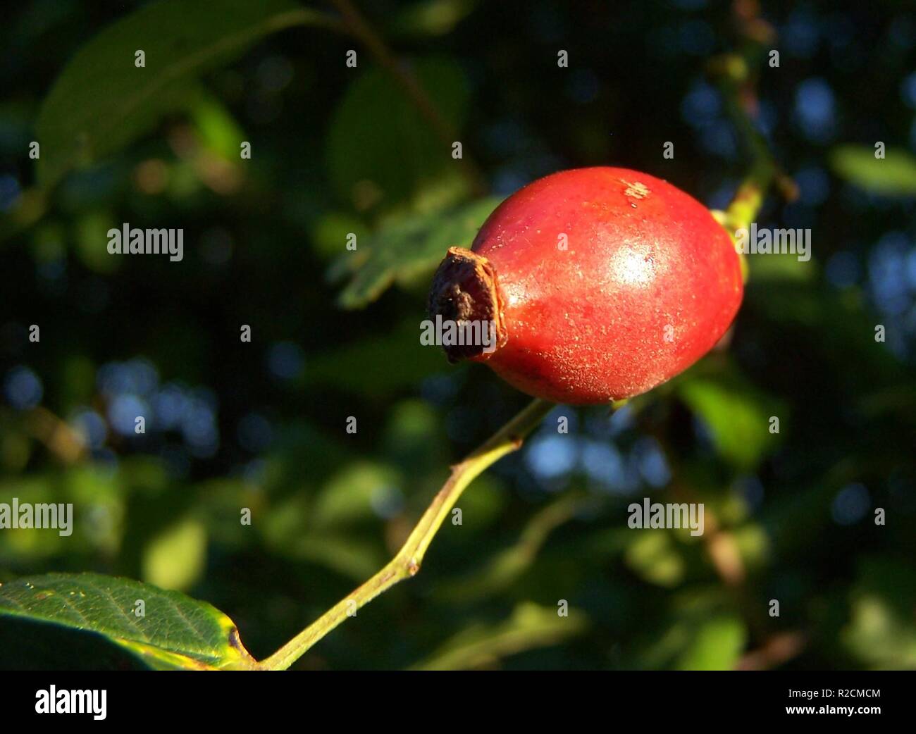 red berry 2 Stock Photo - Alamy