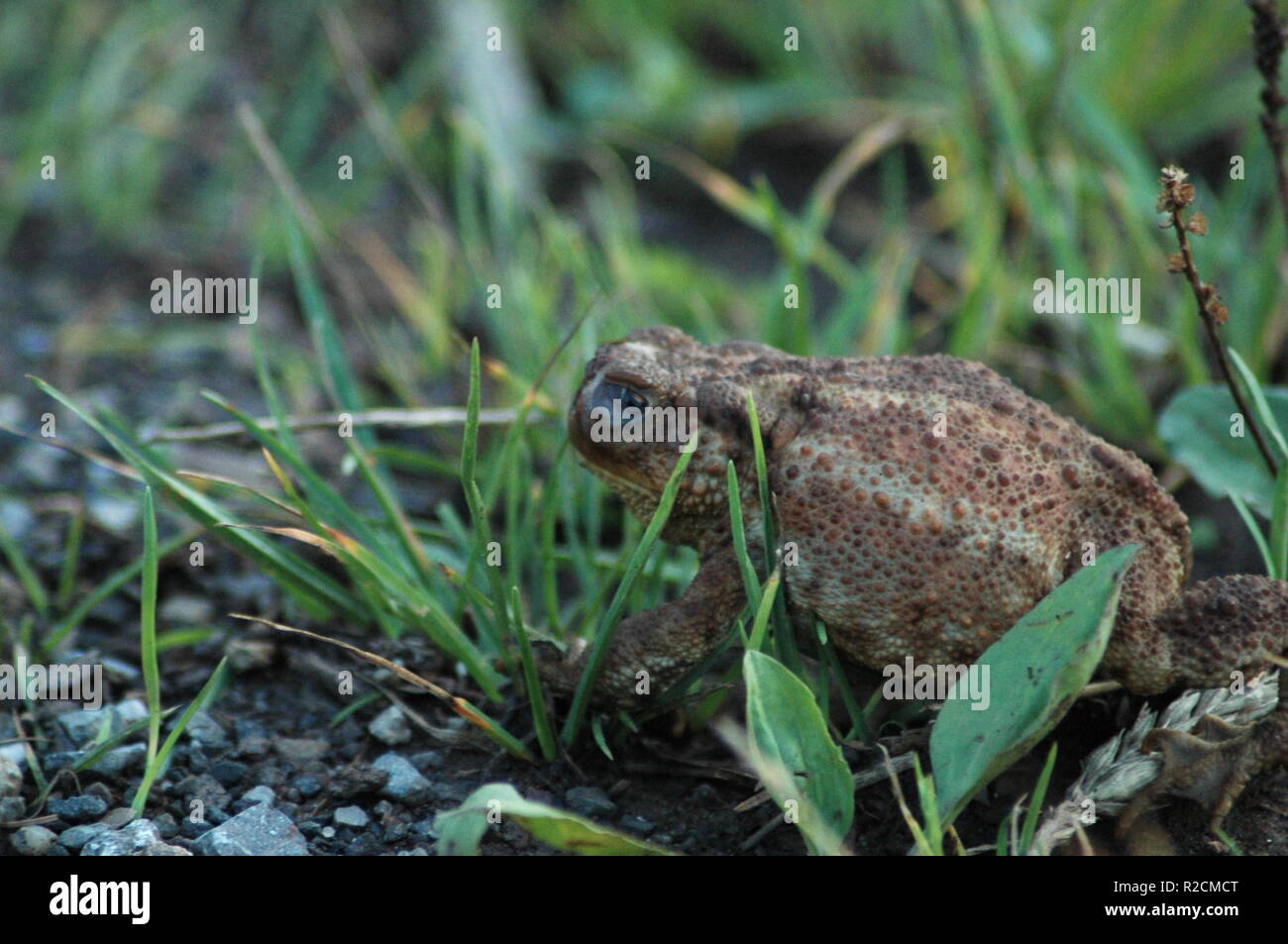 Brownish toad hi-res stock photography and images - Alamy
