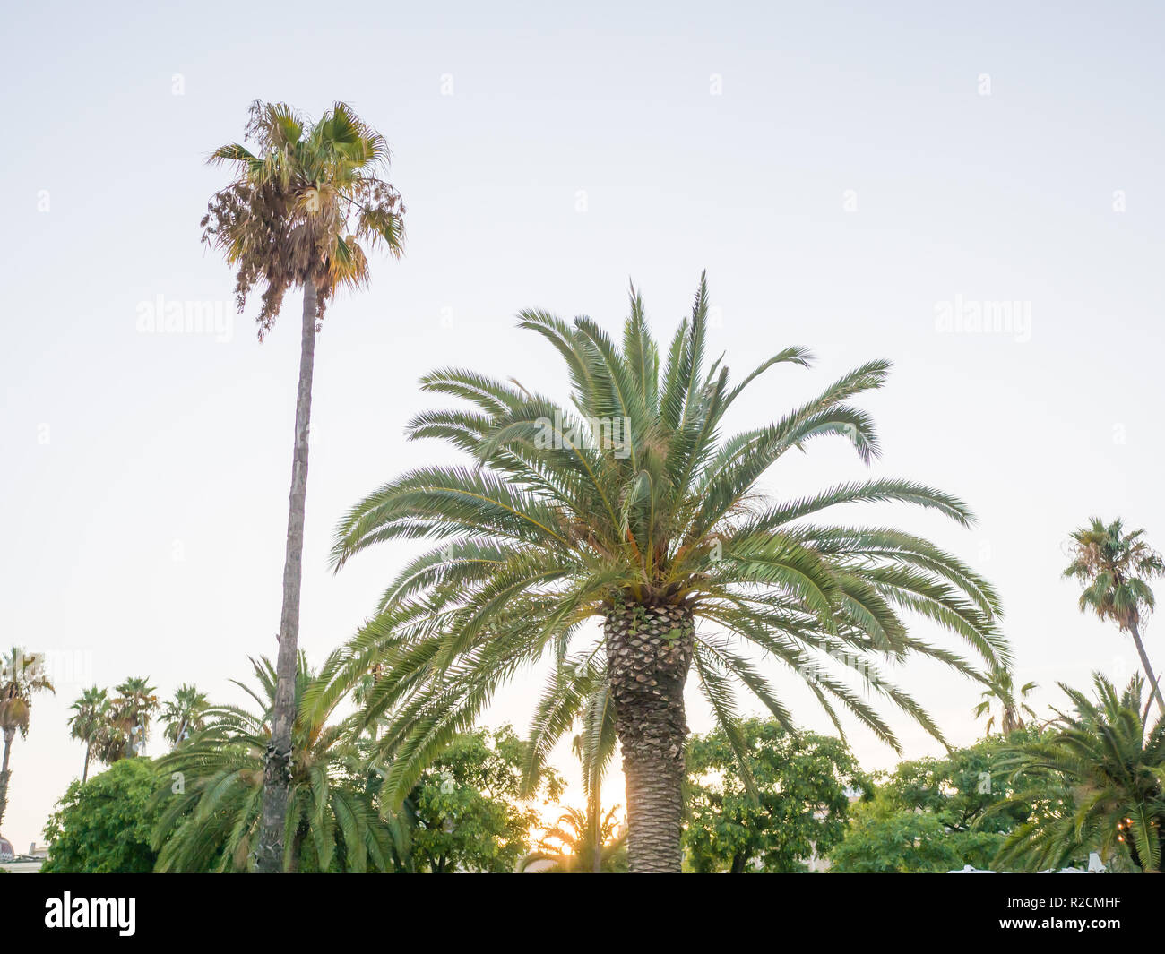 Leafy green palm tree hi-res stock photography and images - Alamy