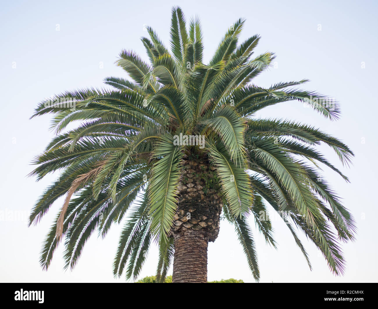 Green beautiful palm tree isolated on blue sky Stock Photo - Alamy
