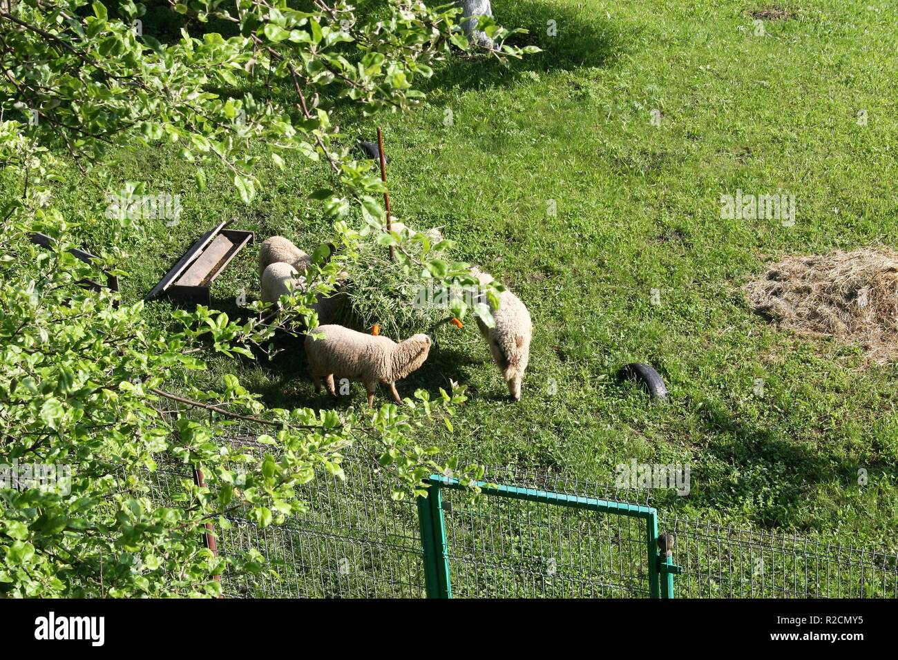 Sheep house garden hi-res stock photography and images - Alamy