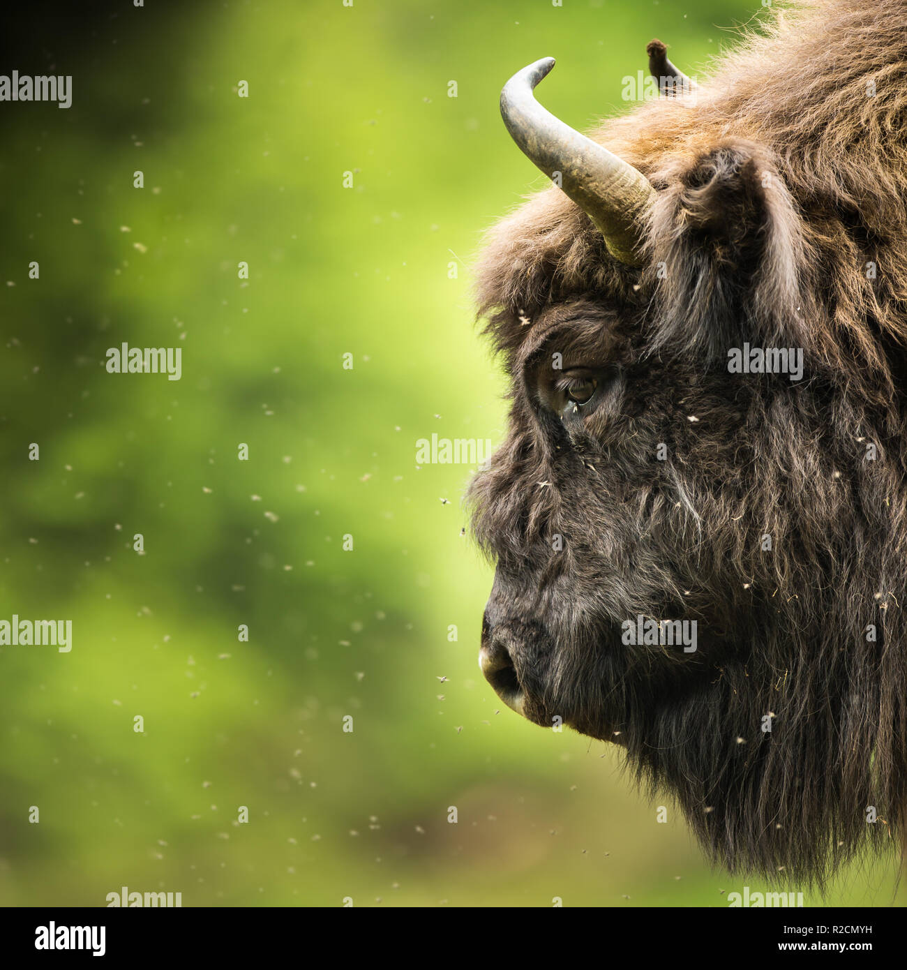 European bison (Bison bonasus Stock Photo - Alamy