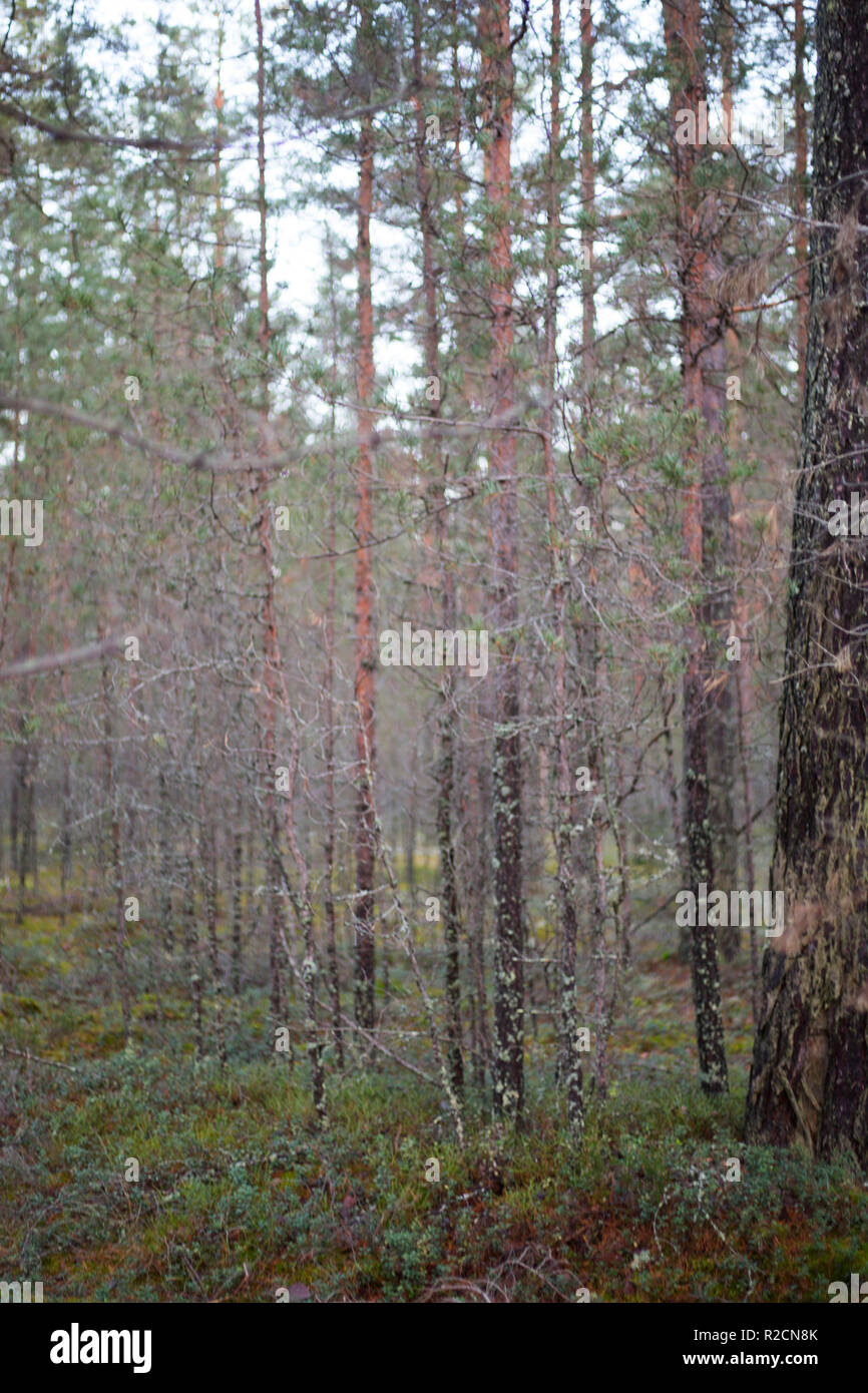 Northern summer pine forest with moss tundra lapland Stock Photo - Alamy