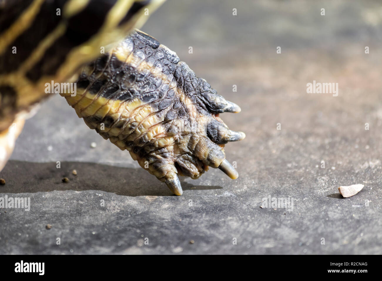 Details of a Turtle Stock Photo - Alamy