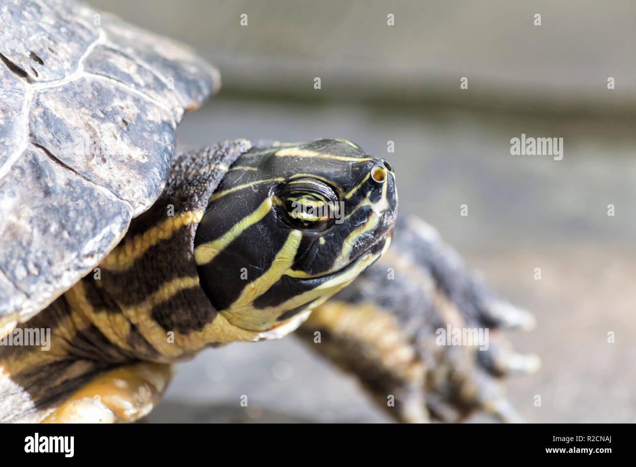 Brown sea turtle hi-res stock photography and images - Alamy