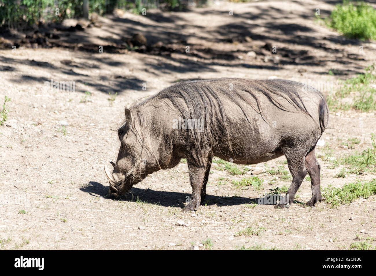 Giant Wild Pigs