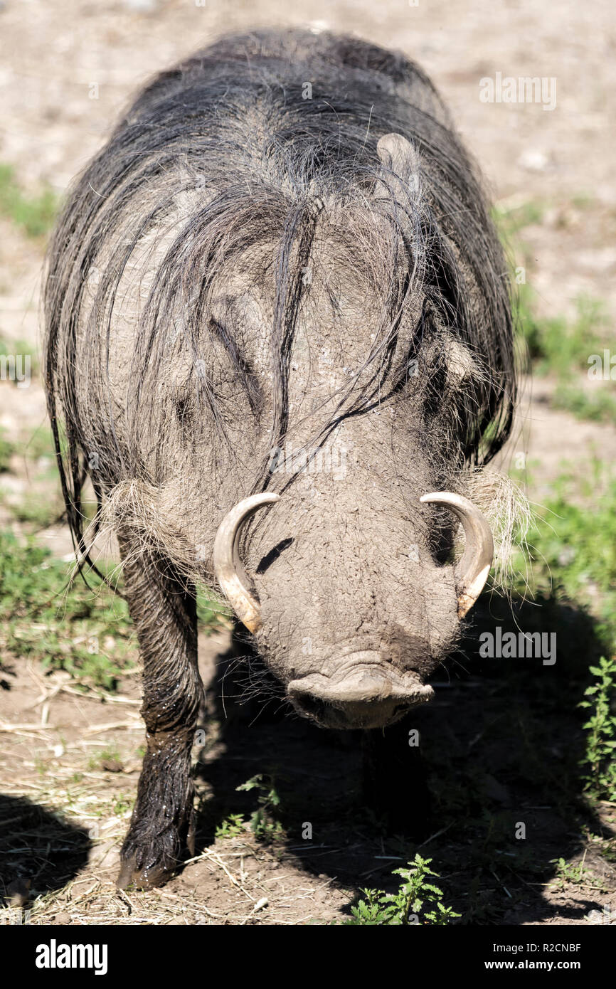 The Big Wild Pig Stock Photo - Alamy