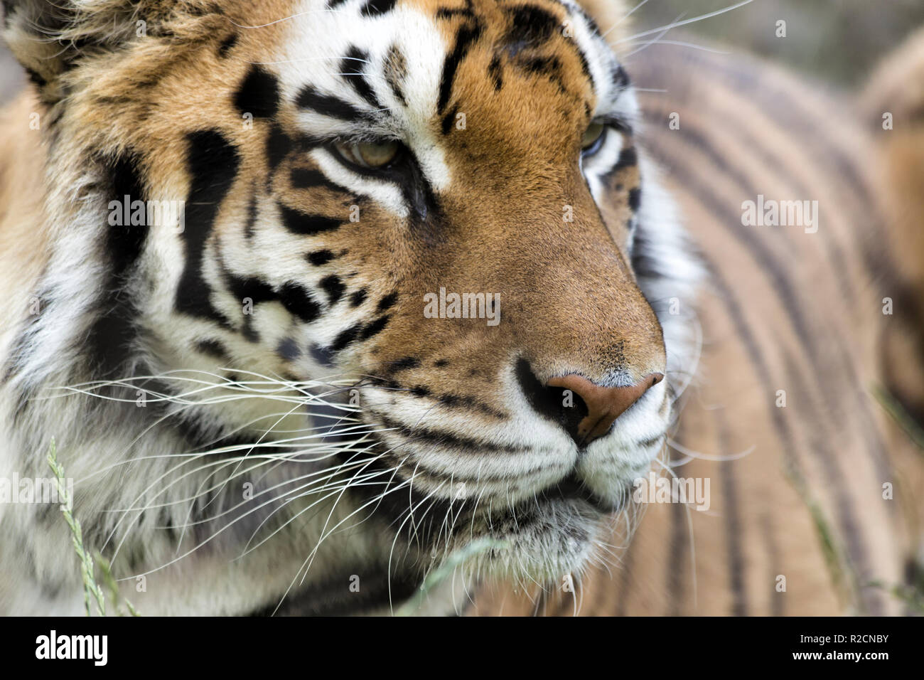 Furious tiger hi-res stock photography and images - Alamy