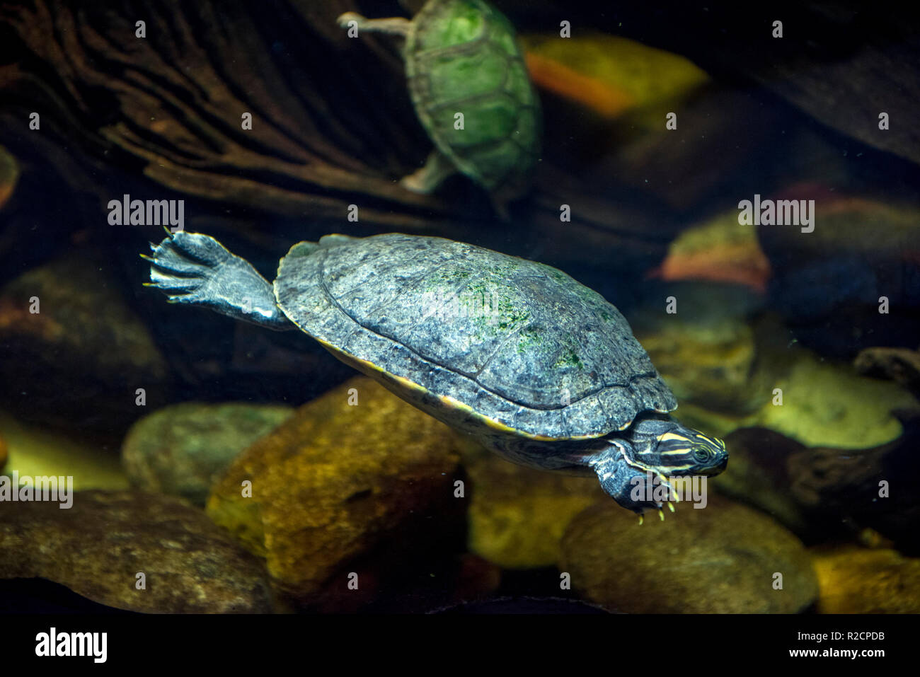 A sea turtle swimming at an aquarium Stock Photo - Alamy