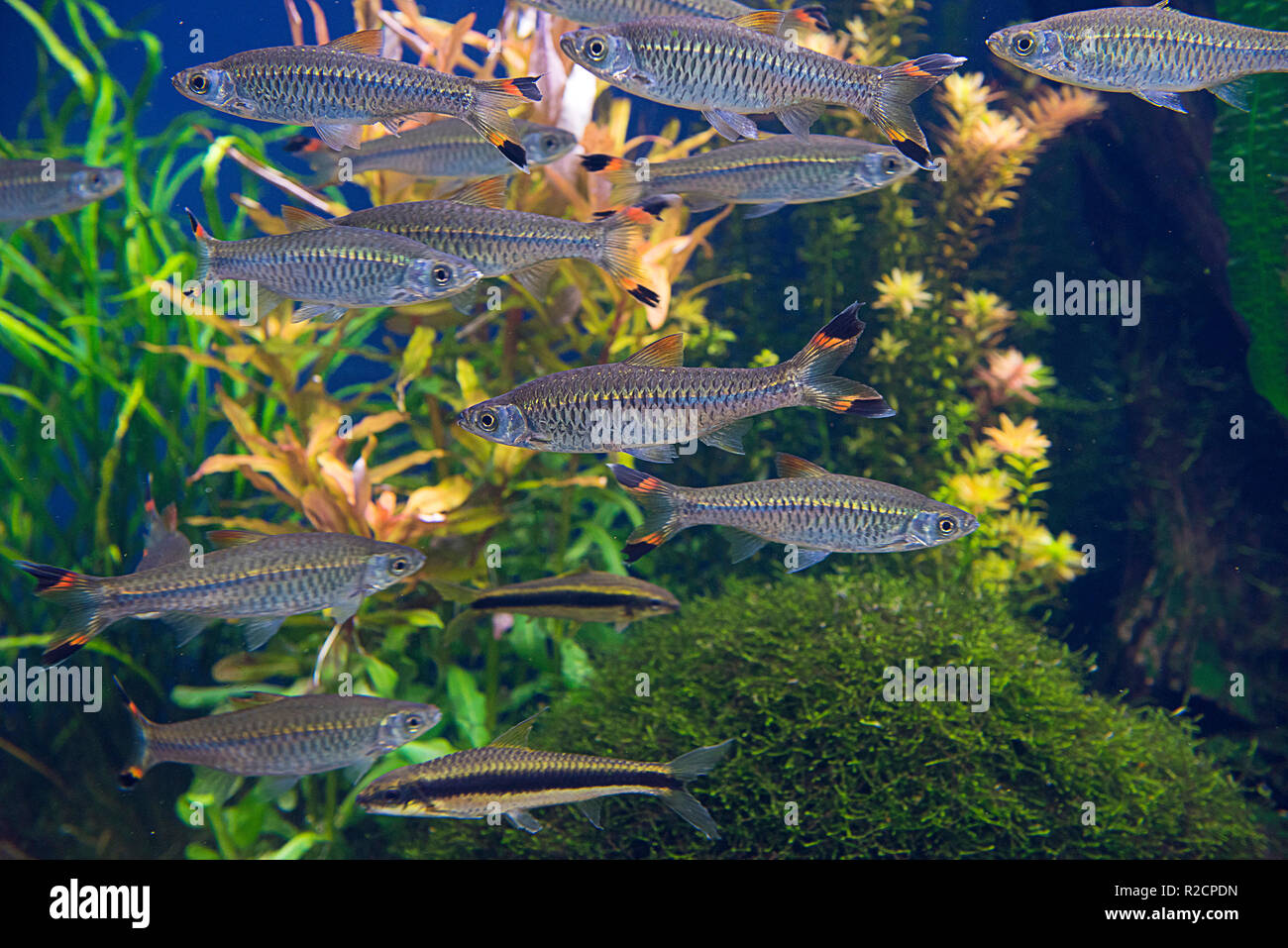 a group of fishes swimming at an aquarium Stock Photo - Alamy