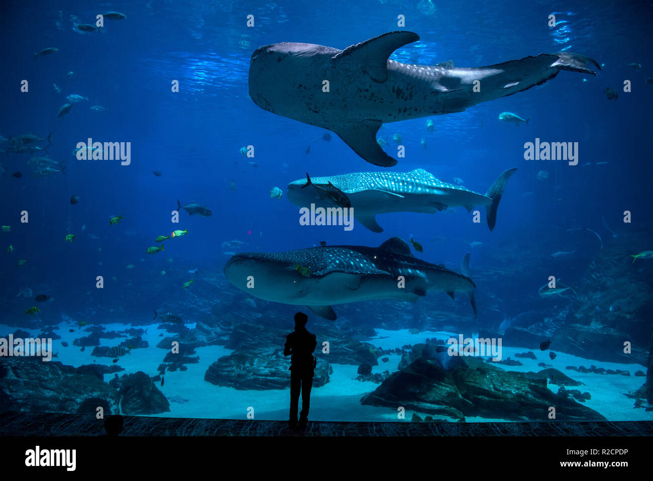 group of People observing fish at an aquarium Stock Photo - Alamy