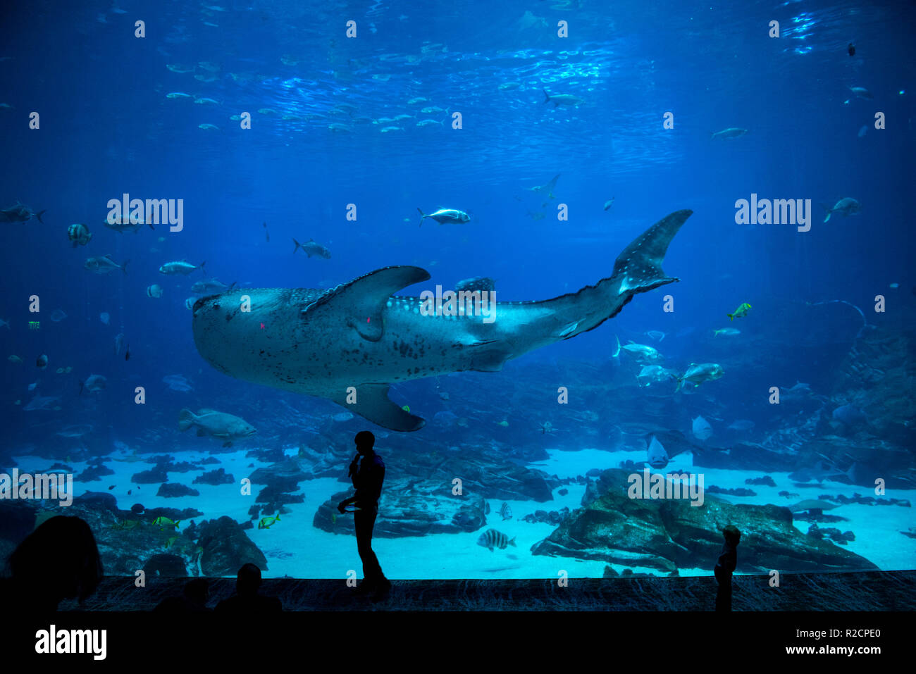 Observing fish hi-res stock photography and images - Alamy