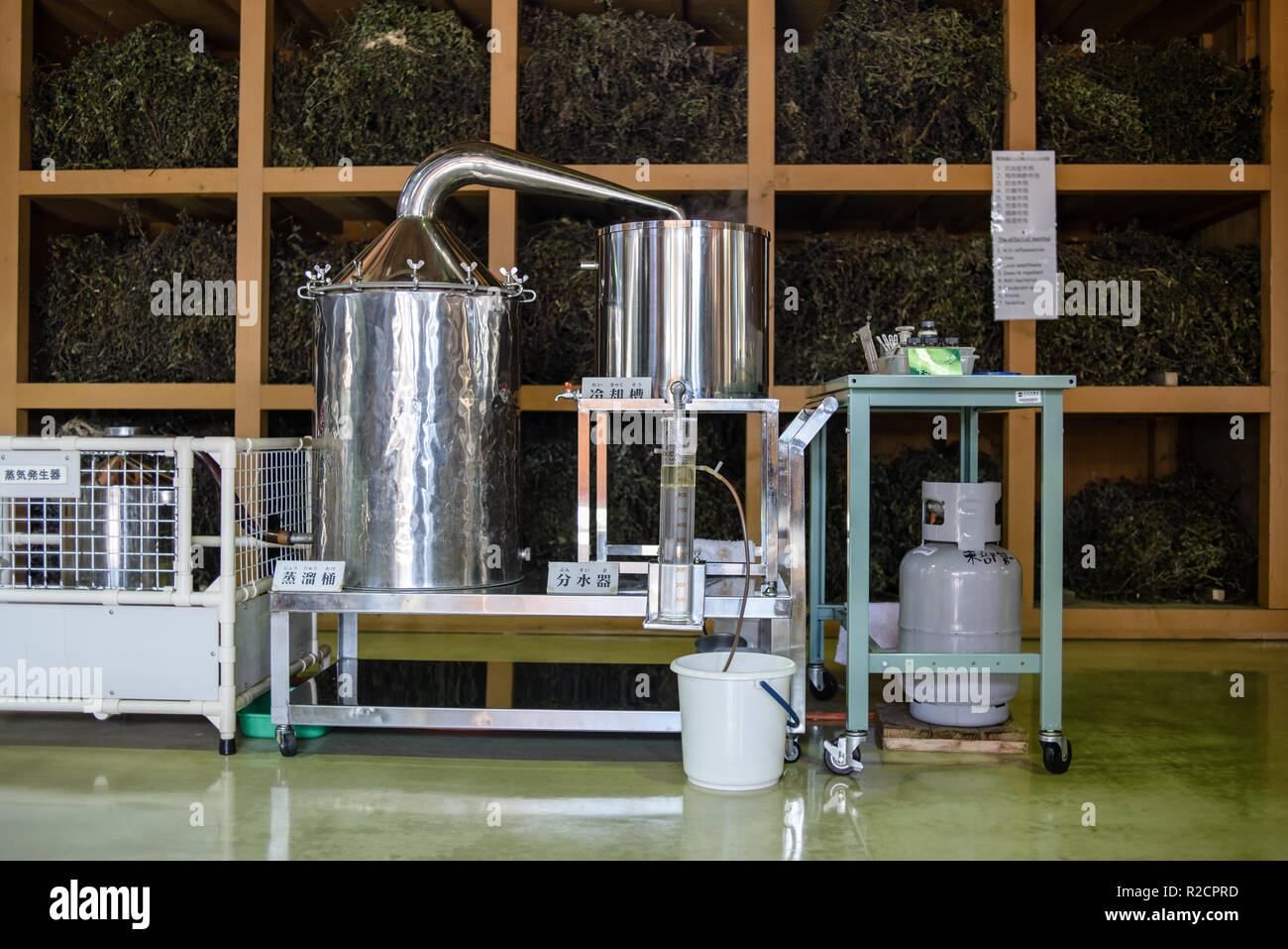 The production process of mint in Mint Distillation Hall as the part of ...