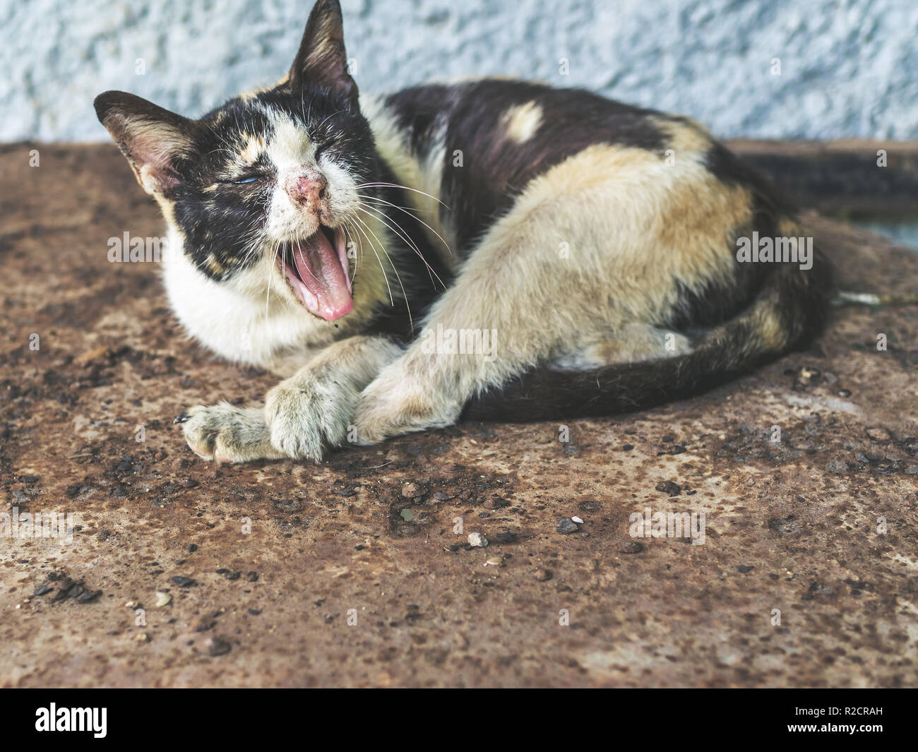 Three colors homeless blind cat. Dirty cat yawning on rust ground Stock Photo - Alamy