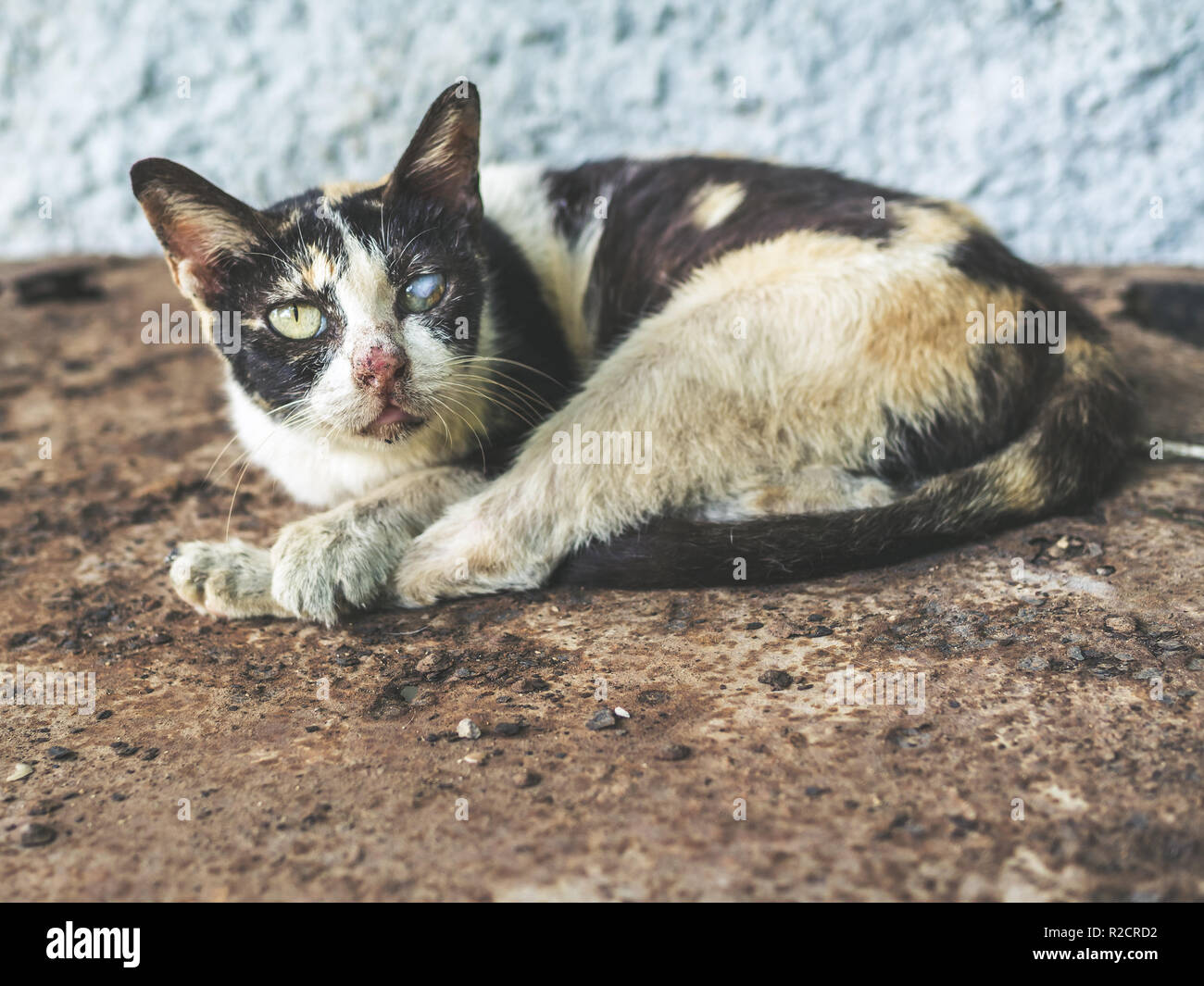 Three colors homeless blind cat. Dirty cat looking with one eye is ...