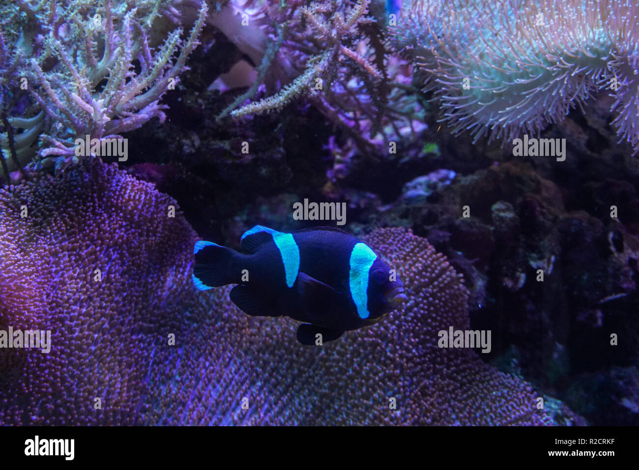 Black and white clown fish hi-res stock photography and images - Alamy