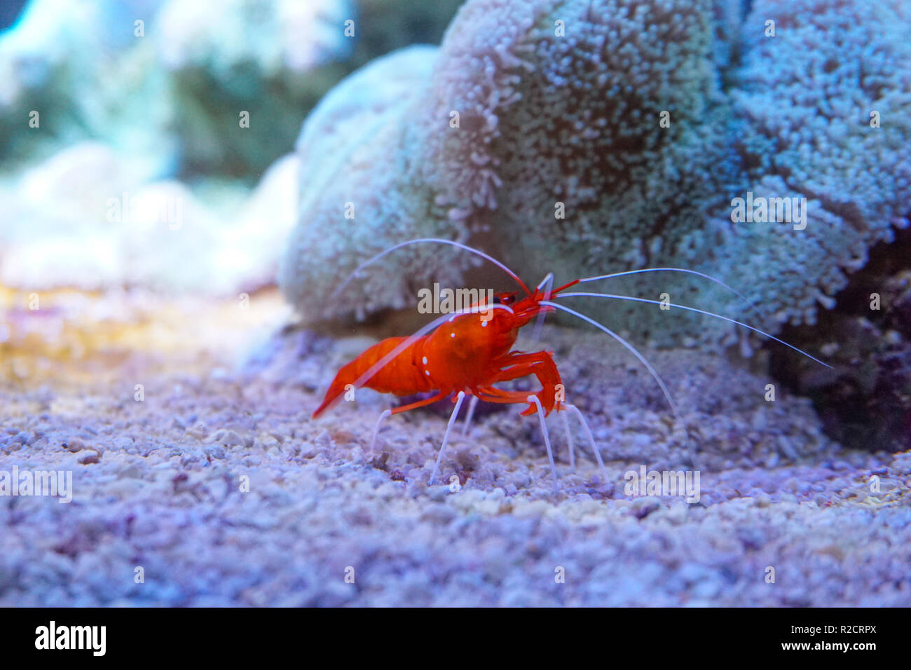 Marine shrimp hi-res stock photography and images - Alamy