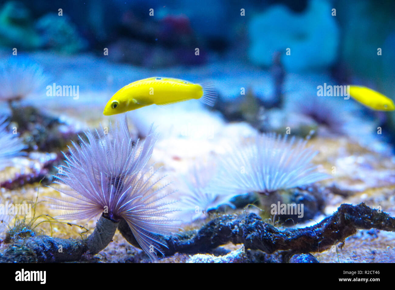 Yellow Wrasse, Halichoeres chrysus, marine aquarium Stock Photo - Alamy
