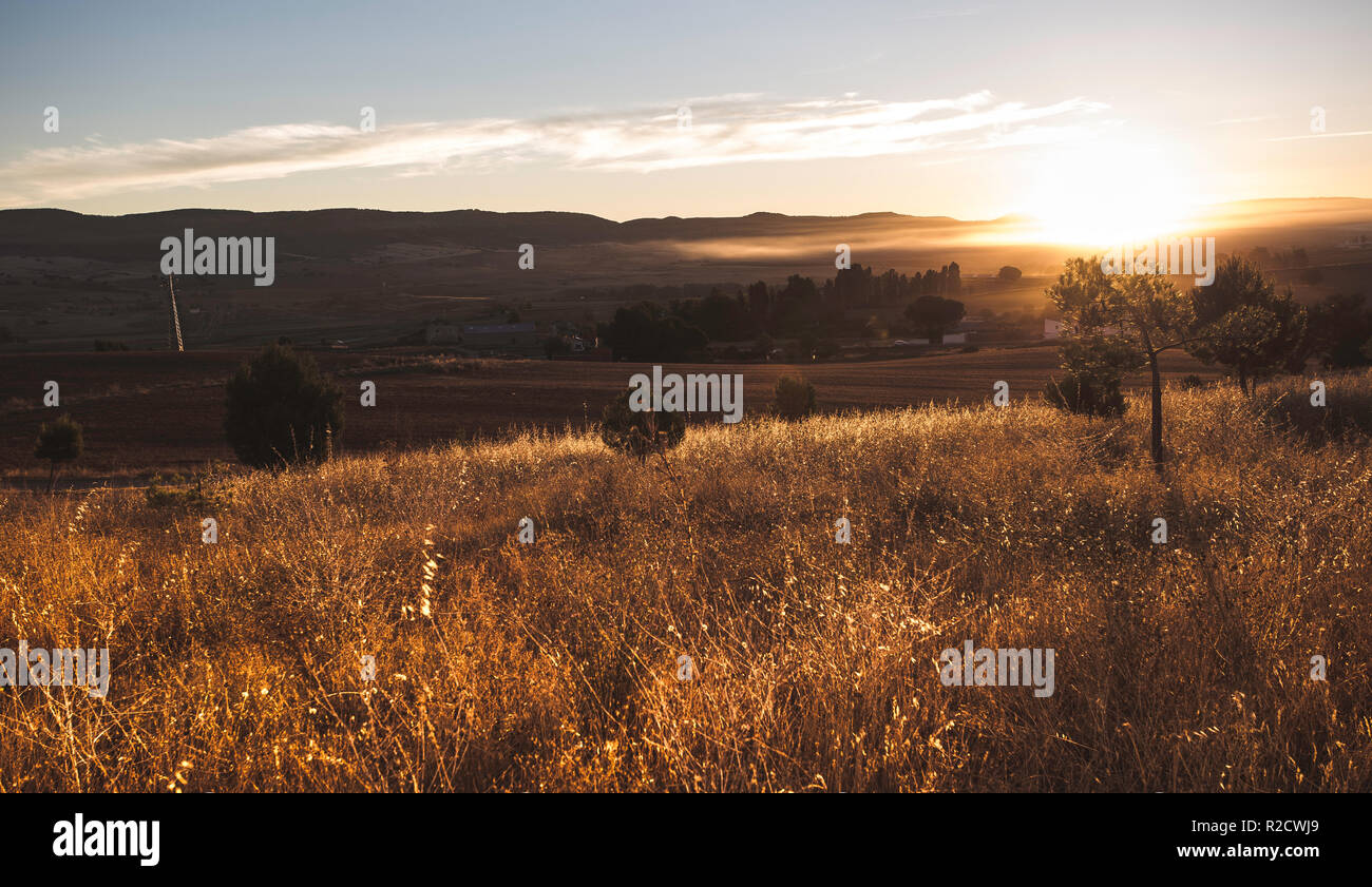 Golden sun light on trees hi-res stock photography and images - Alamy