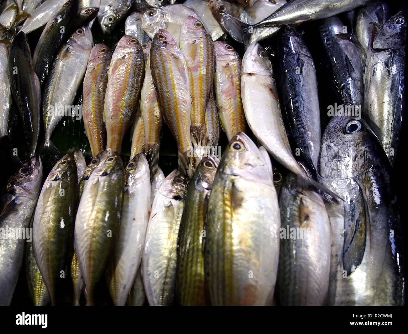 Photo of fresh short mackerel or alumahan in containers at a wet market ...