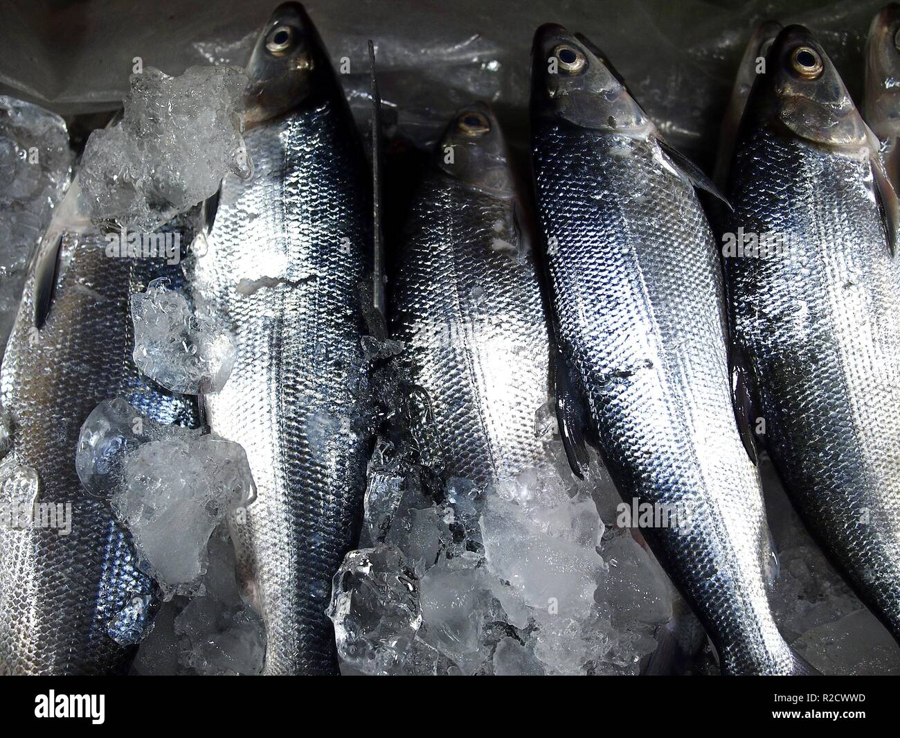 Photo of fresh milkfish or bangus in containers at a wet market Stock ...