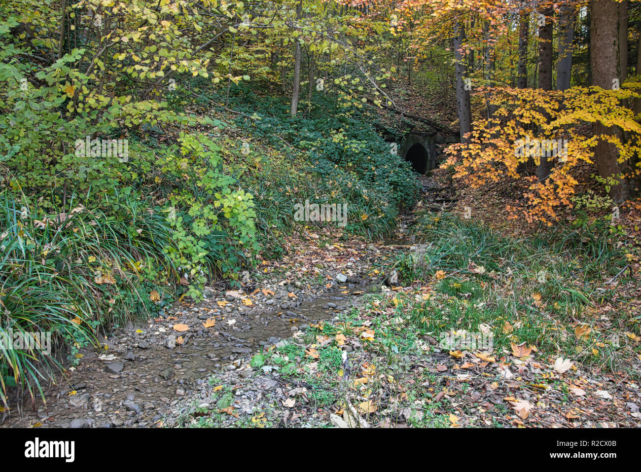 Creek leaves hi-res stock photography and images - Alamy