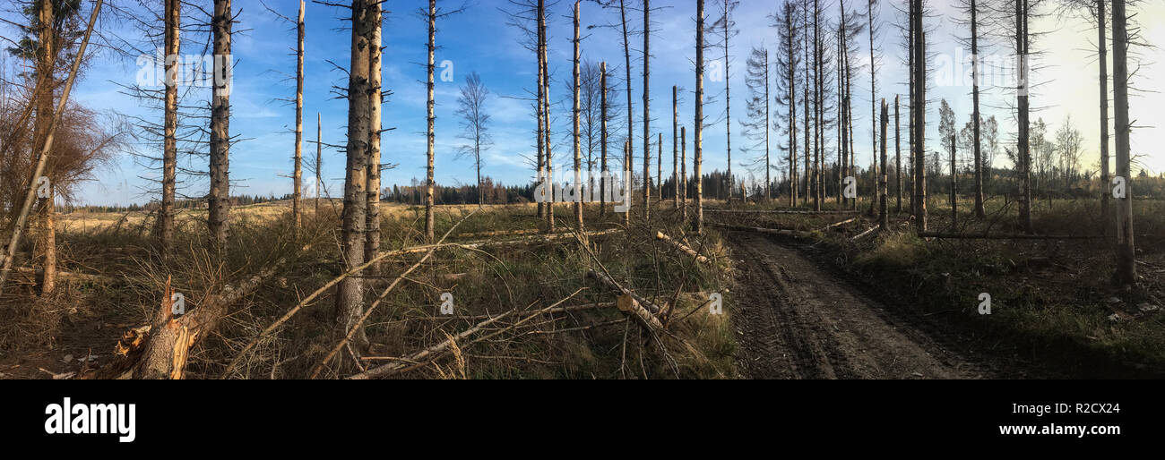 Broken forest - Trees in a forest damaged during a wind storm Stock ...