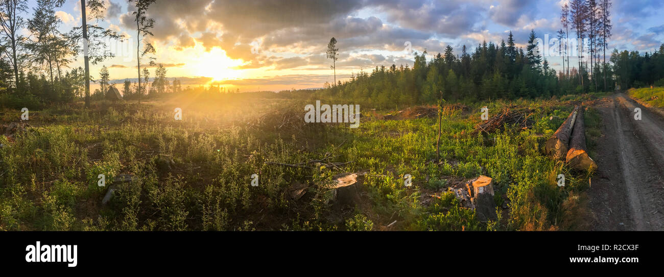 Broken forest - Trees in a forest damaged during a wind storm Stock ...